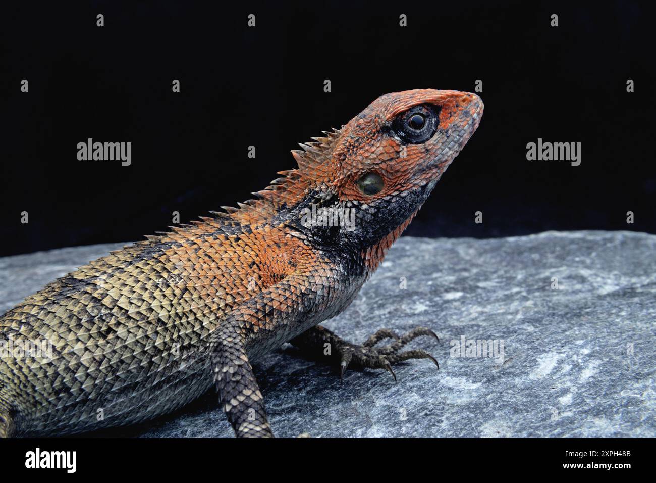 Calotes farooqi, Farooq's garden lizard, is a species of agamid lizard ...