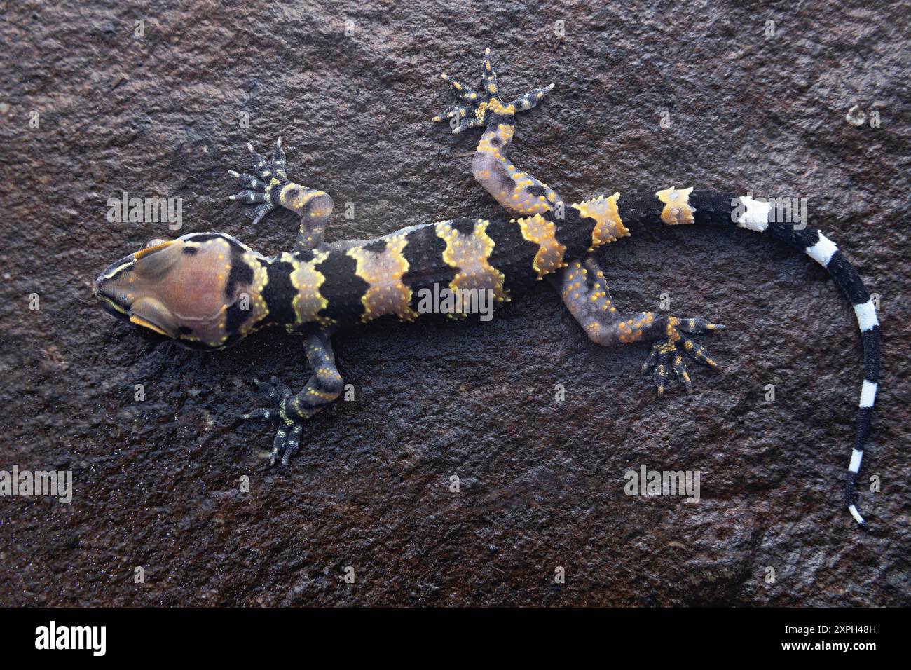 Western ghats lizard adaptation hi-res stock photography and images - Alamy