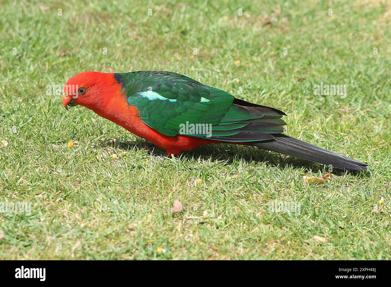 Australian king parrot (Alisterus scapularis) endemic to Eastern ...