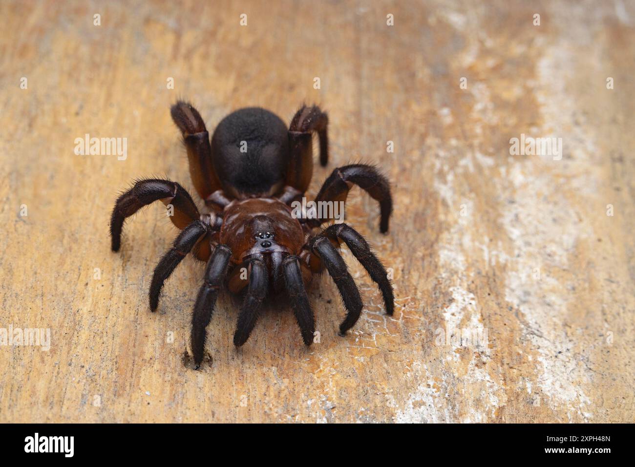Bombay trapdoor spider hi-res stock photography and images - Alamy