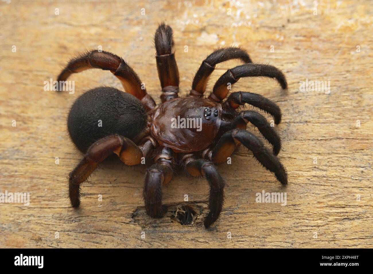 Idiops bombayensis hi-res stock photography and images - Alamy