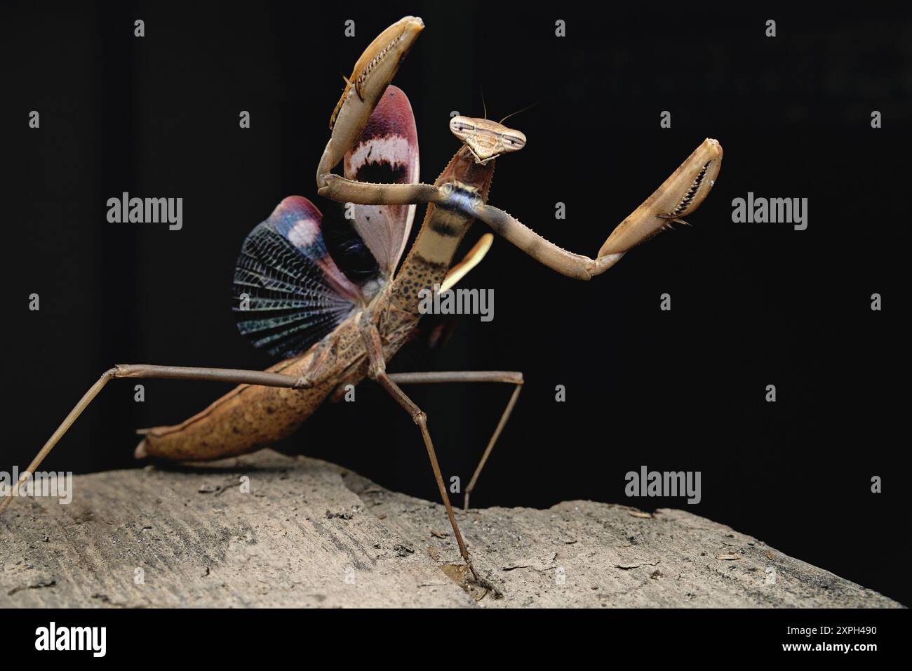 Praying mantids have long necks topped by a triangular head. They can ...