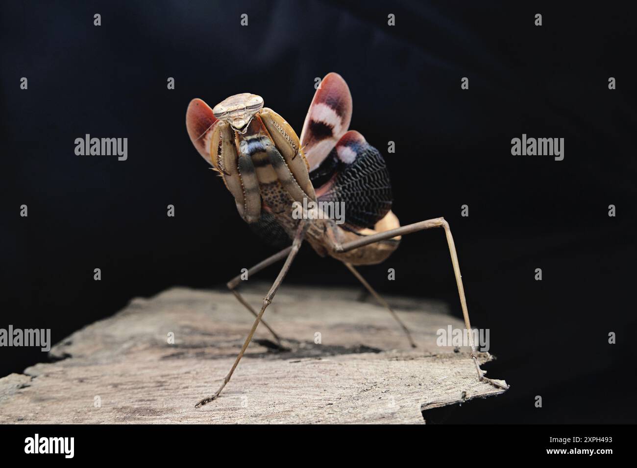 Praying mantids have long necks topped by a triangular head. They can ...