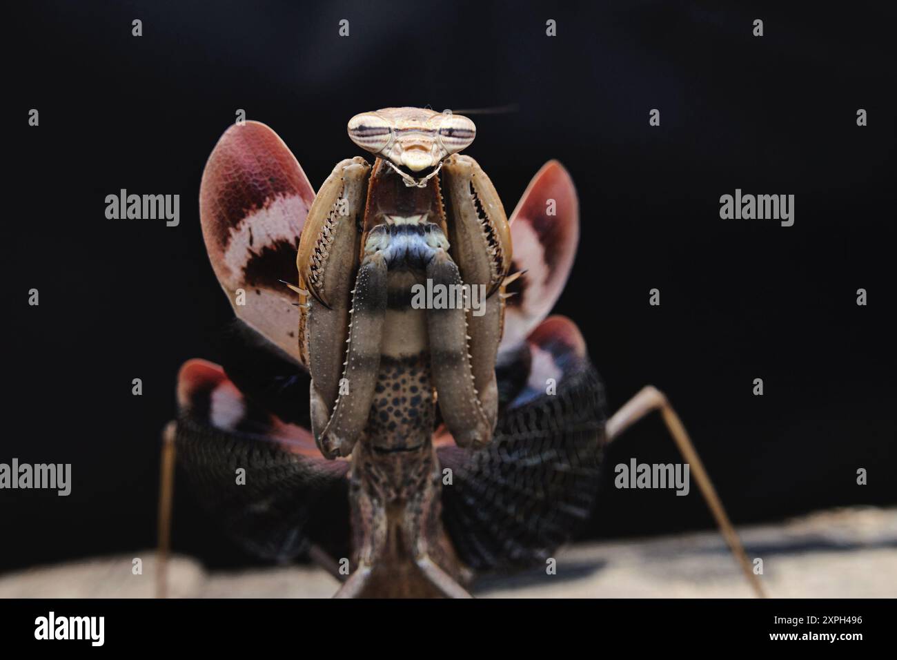 Praying mantids have long necks topped by a triangular head. They can ...