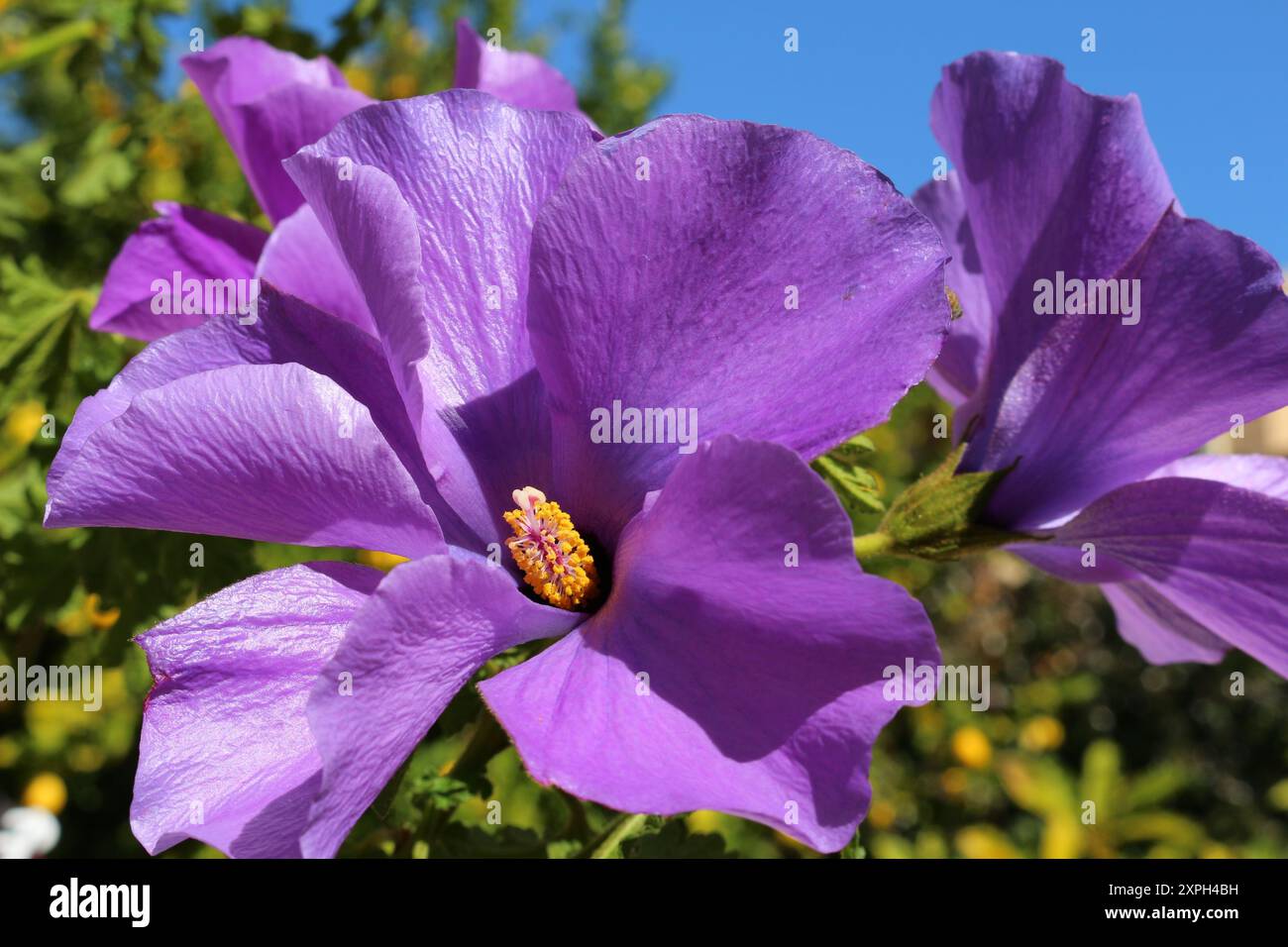 Bright purple blossoms of Australian native hibiscus (Alyogyne huegelii ...