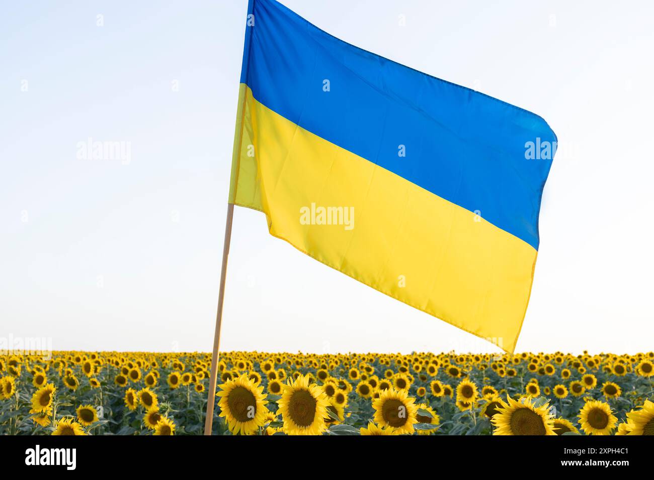 Ukrainian yellow-blue flag over a blooming field of sunflowers ...