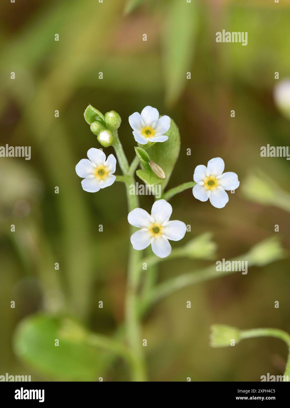 Pale Forget-me-not - Myosotis stolonifera Stock Photo - Alamy