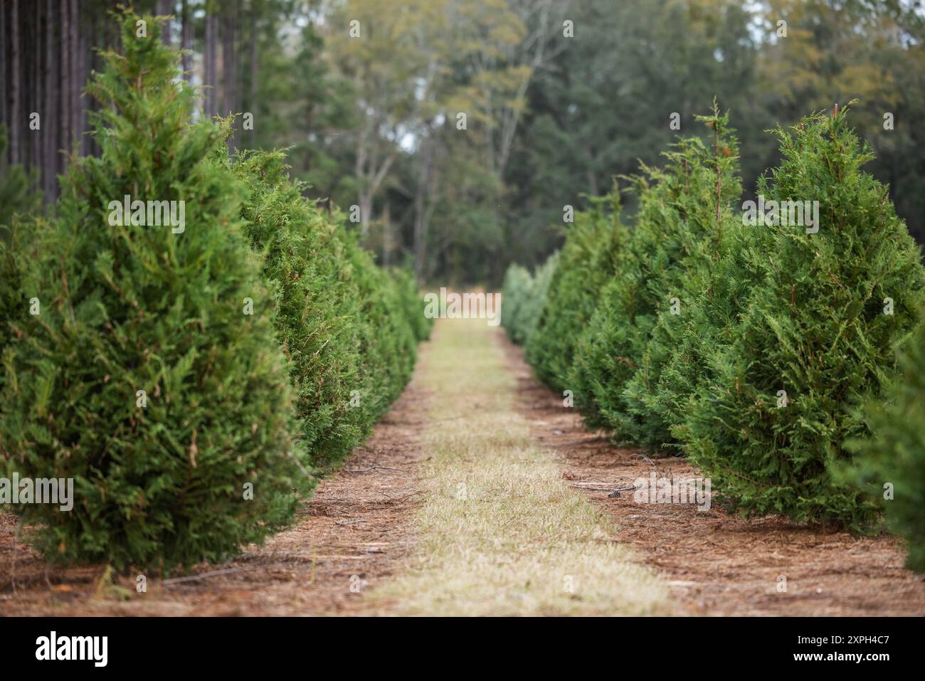 Outdoor Christmas tree lot with sheared fresh cut trees on display for ...