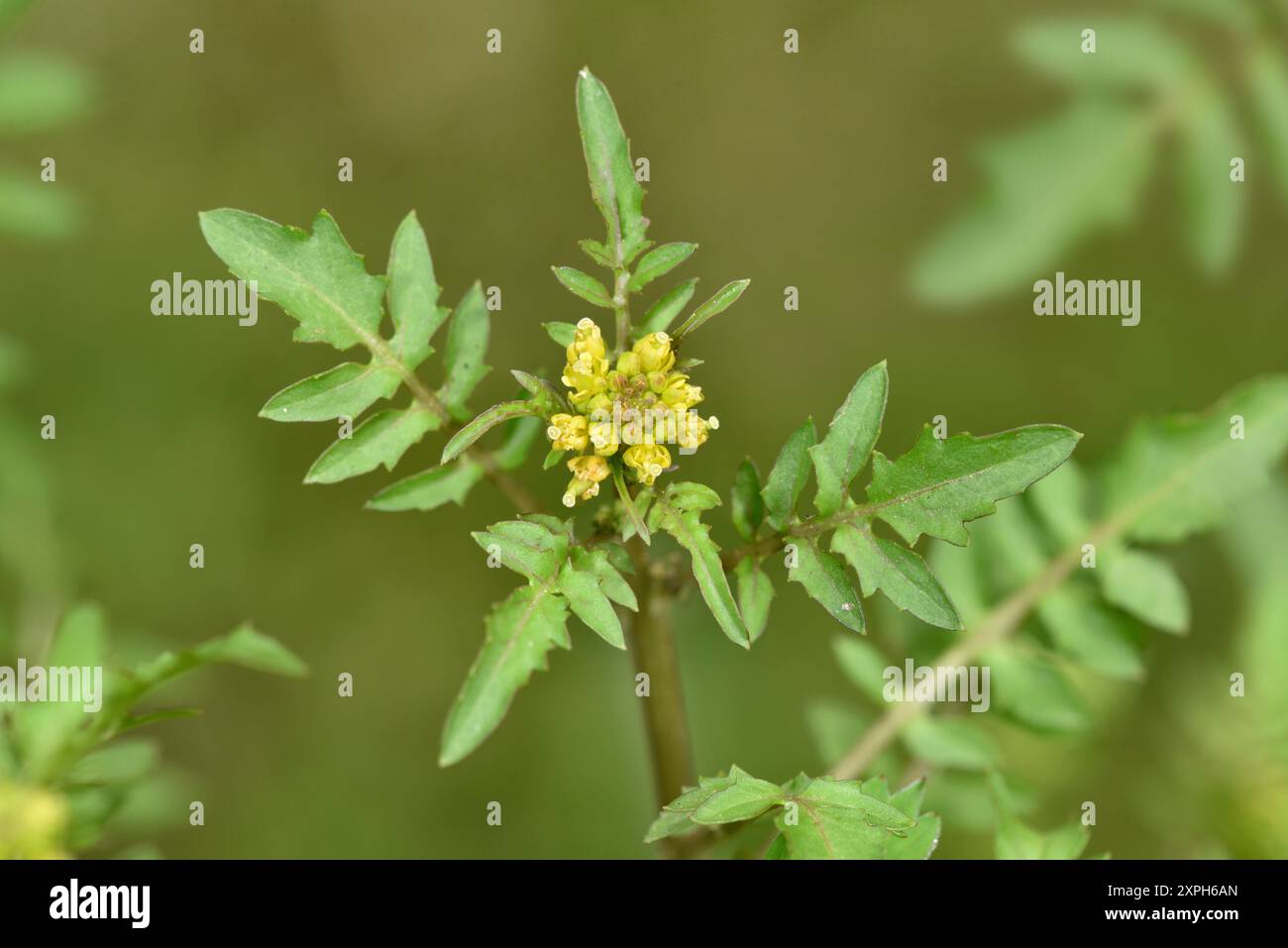 Northern yellow cress hi-res stock photography and images - Alamy