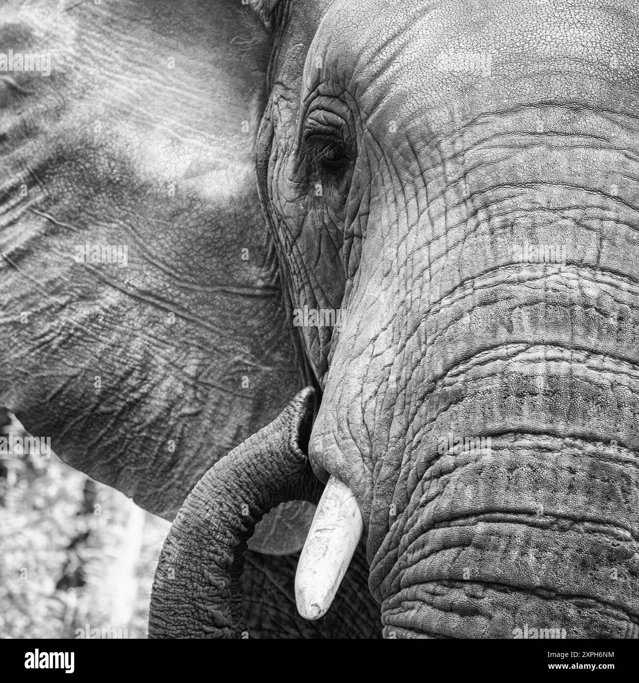 African elephant portrait. Closeup detailof the face, ear, tusk and ...