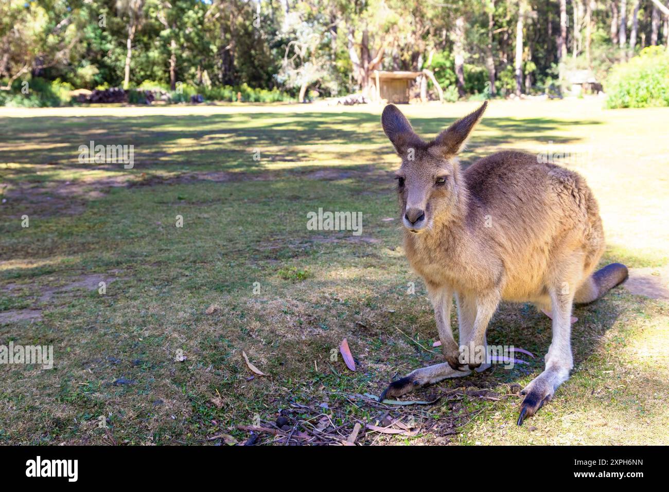 Forester kangaroo, Macropus giganteus, also known as the eastern grey ...