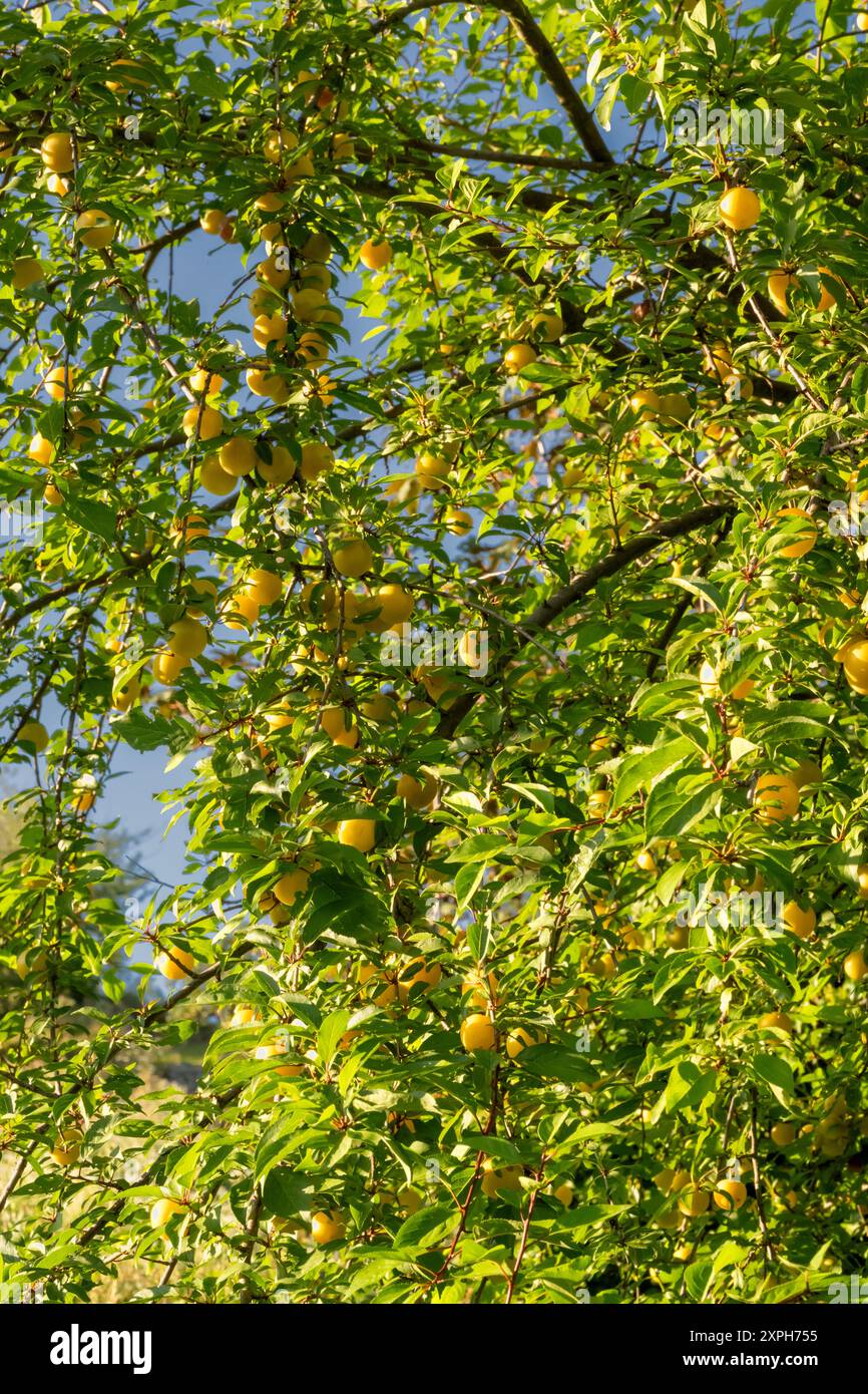 Mirabelle plum tree hi-res stock photography and images - Alamy
