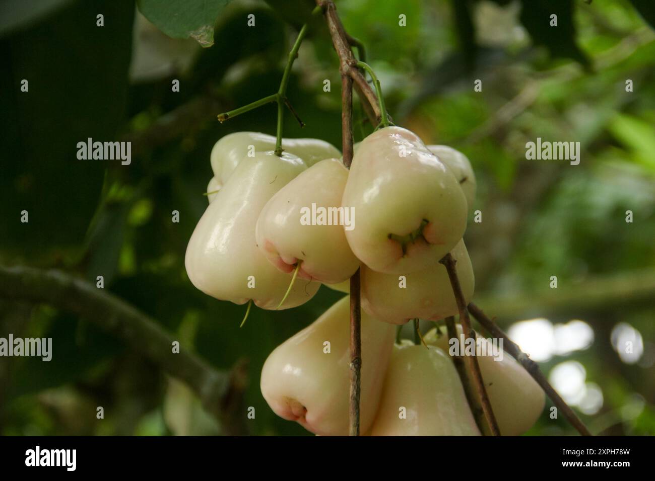 Jambu hijau hi-res stock photography and images - Alamy
