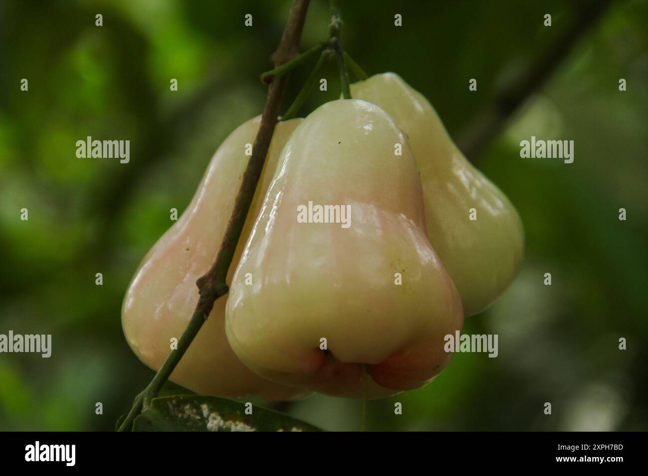 Jambu hijau hi-res stock photography and images - Alamy