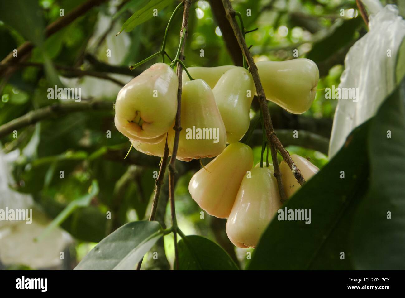Deli guava hi-res stock photography and images - Alamy