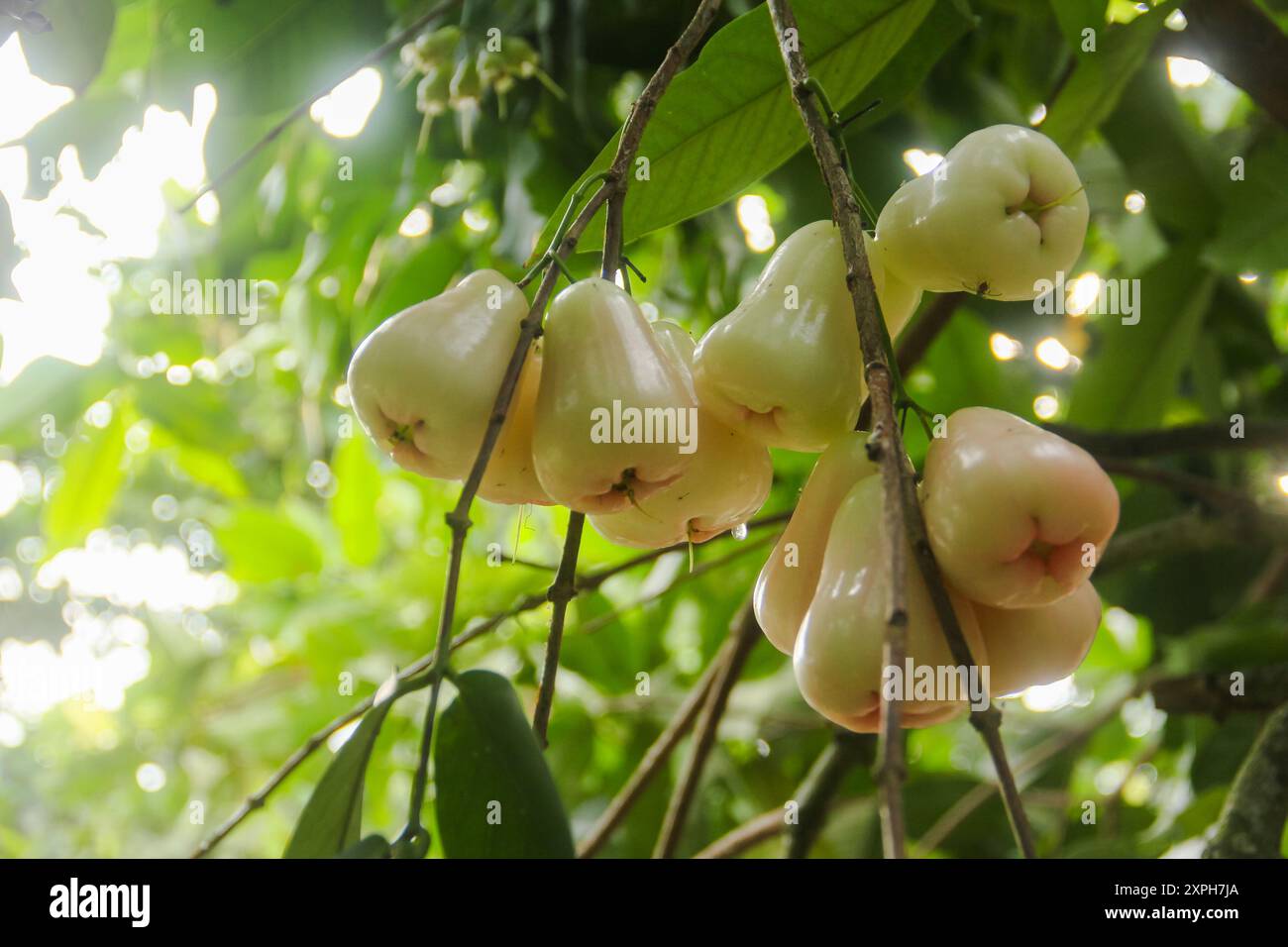 Jambu hijau hi-res stock photography and images - Alamy