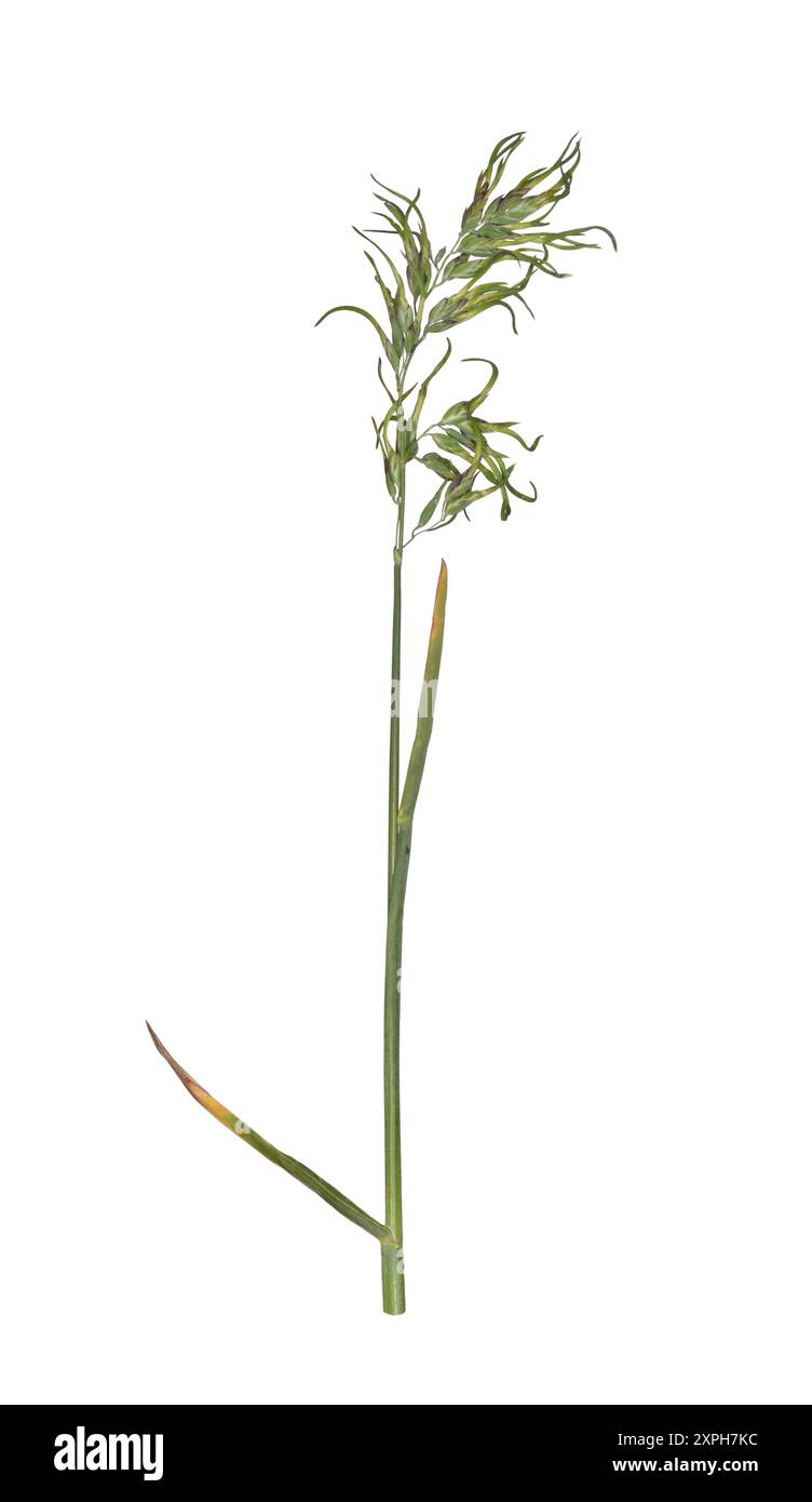 Alpine meadow uk hi-res stock photography and images - Alamy