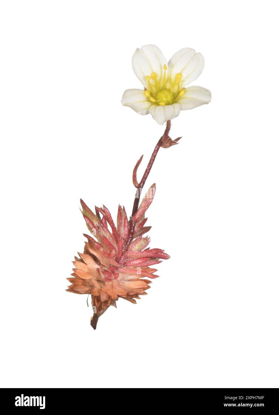 Irish saxifrage hi-res stock photography and images - Alamy