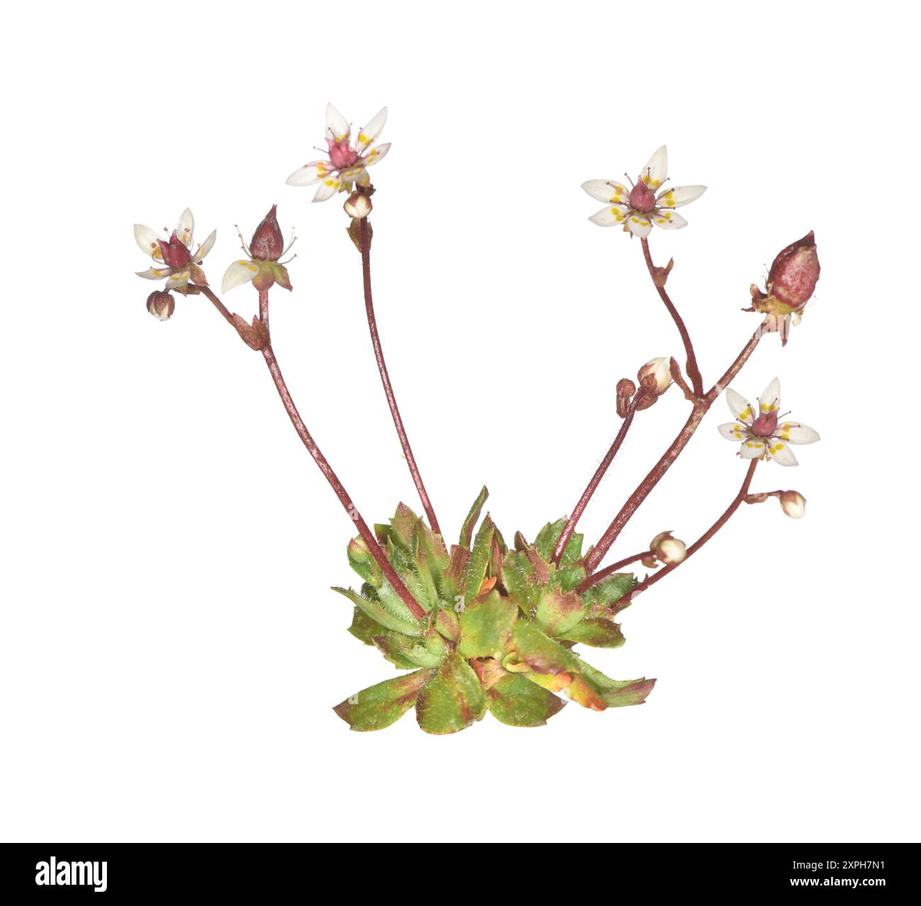 Starry Saxifrage - Saxifraga stellaris Stock Photo - Alamy