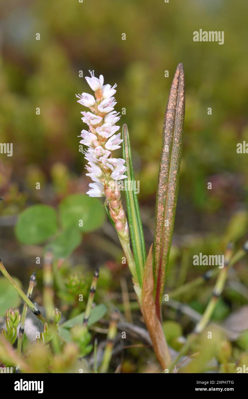 Alpine Bistort - Bistorta vivipara Stock Photo - Alamy