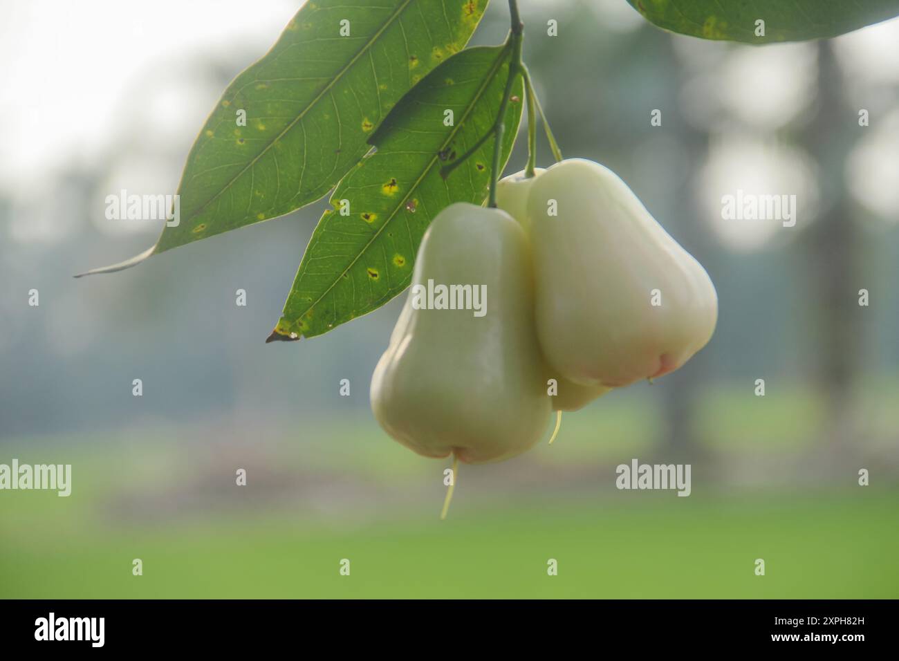 Jambu hijau hi-res stock photography and images - Alamy