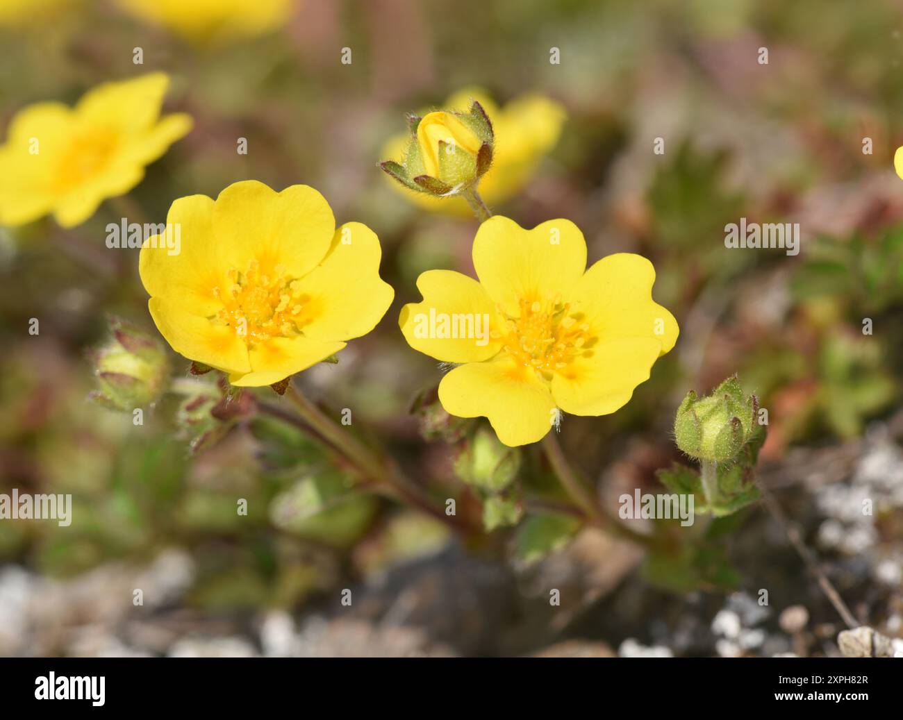 Alpine Cinquefoil - Potentilla cranzii Stock Photo - Alamy
