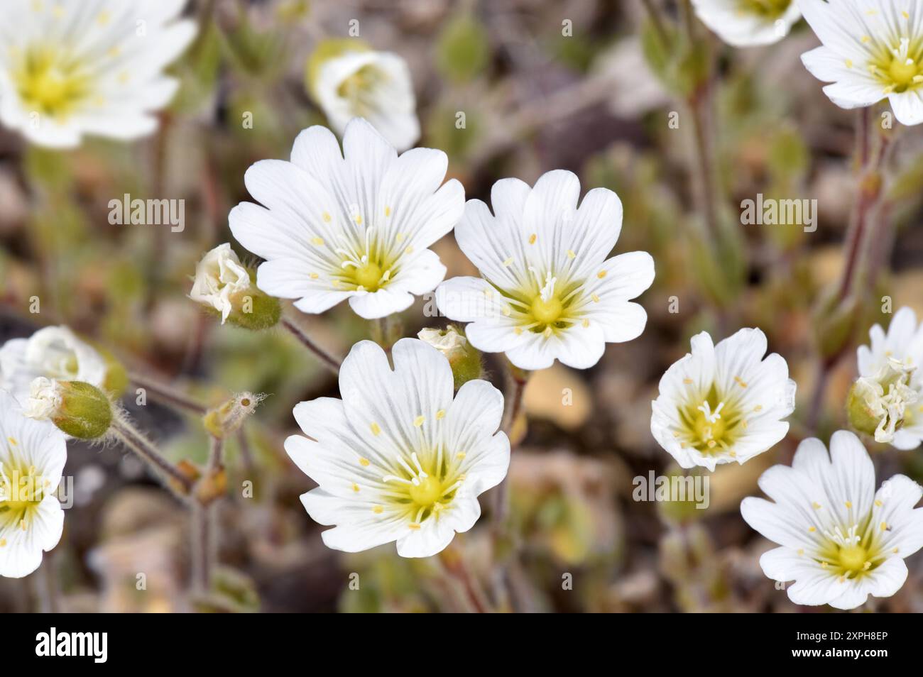 Alpine mouse hi-res stock photography and images - Alamy