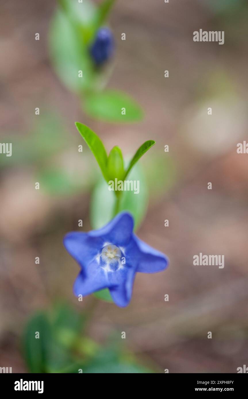 Periwinkle close hi-res stock photography and images - Alamy