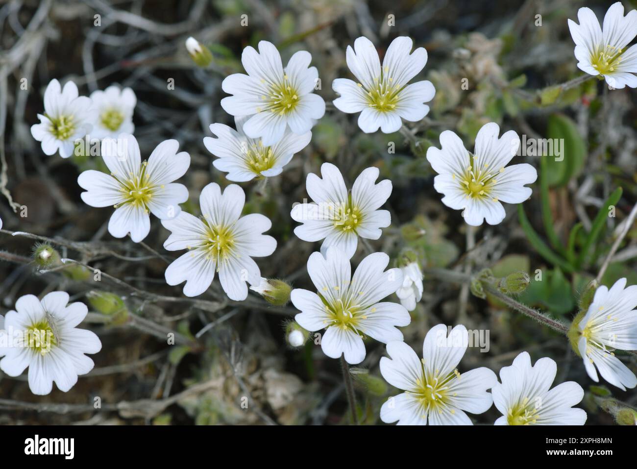 Alpine mouse hi-res stock photography and images - Alamy