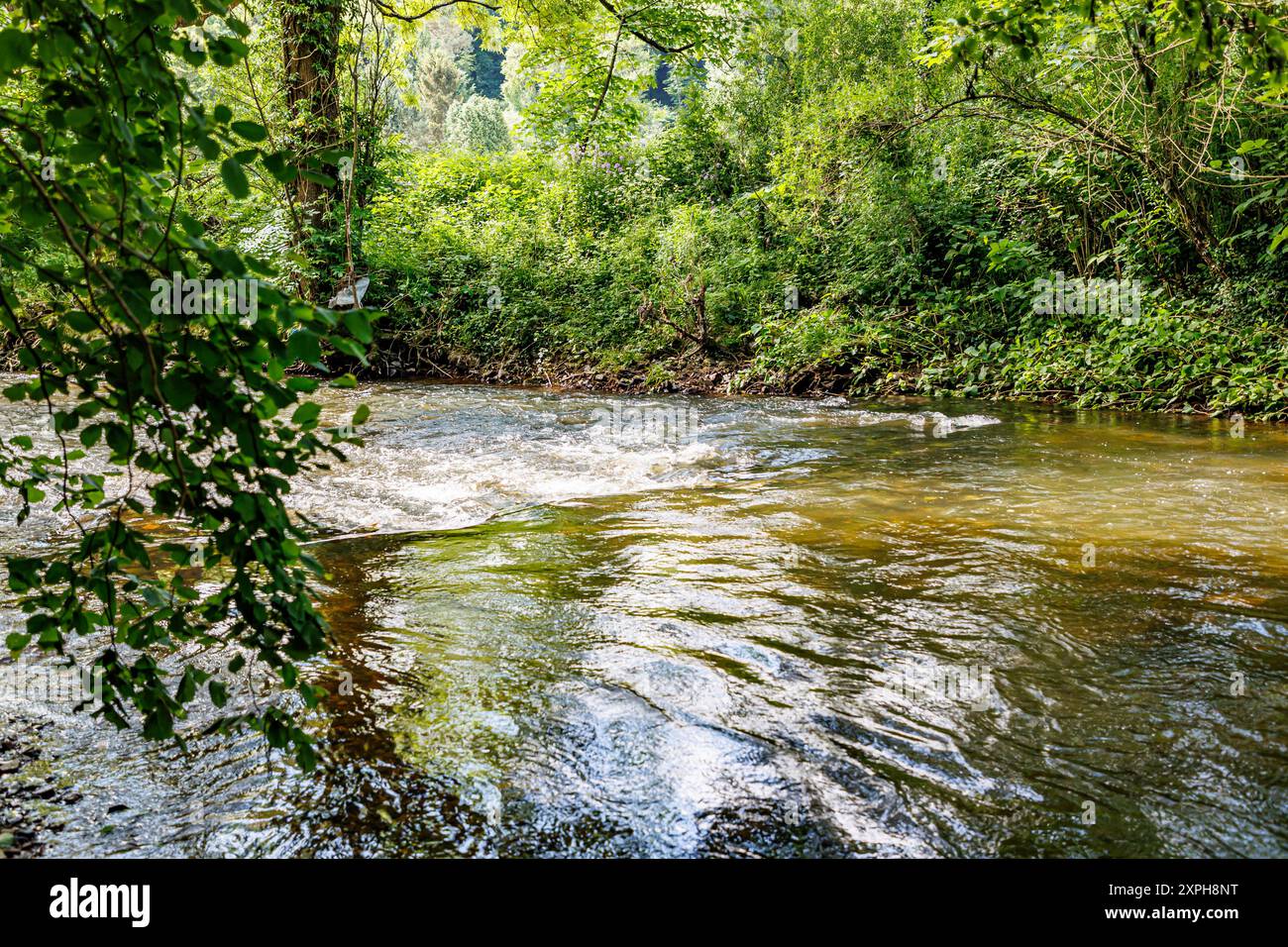 Eau Noire river with abundant water among wild vegetation and lush ...