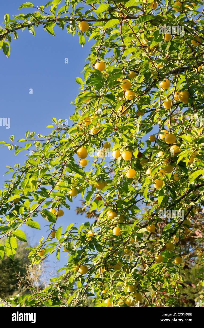 Promising harvest - Mirabelle plum tree with its fruit Stock Photo - Alamy