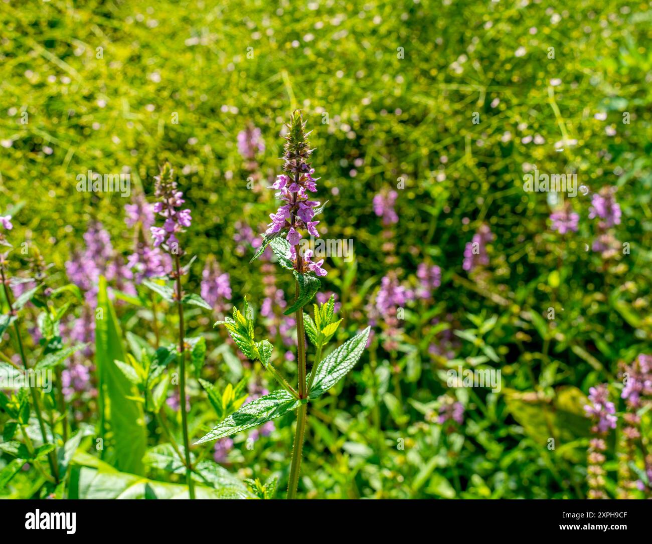 Close up of Marsh Woundwort (Stachys palustris Stock Photo - Alamy