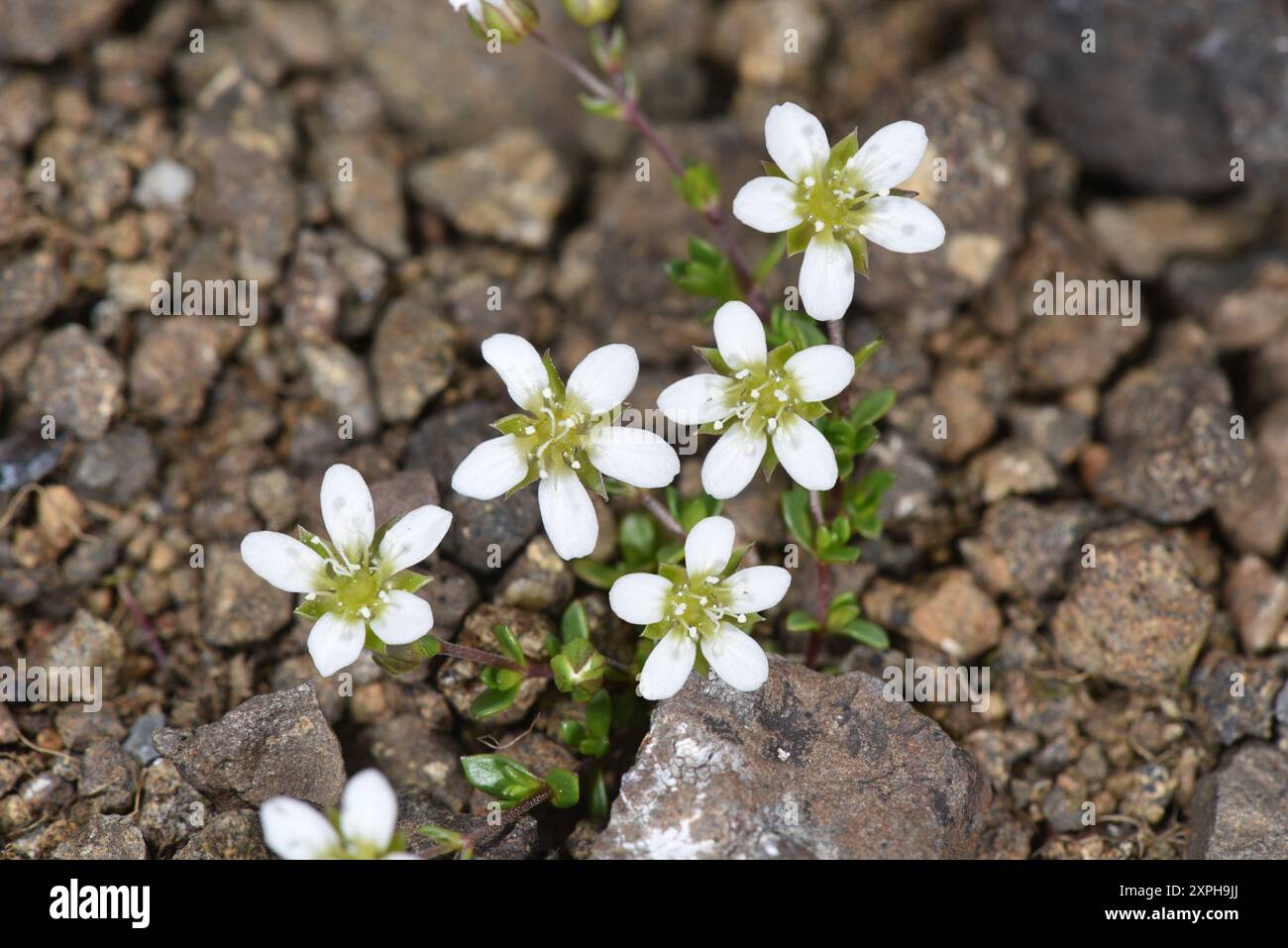 Arctic Sandwort - Arenaria norvegica Stock Photo - Alamy