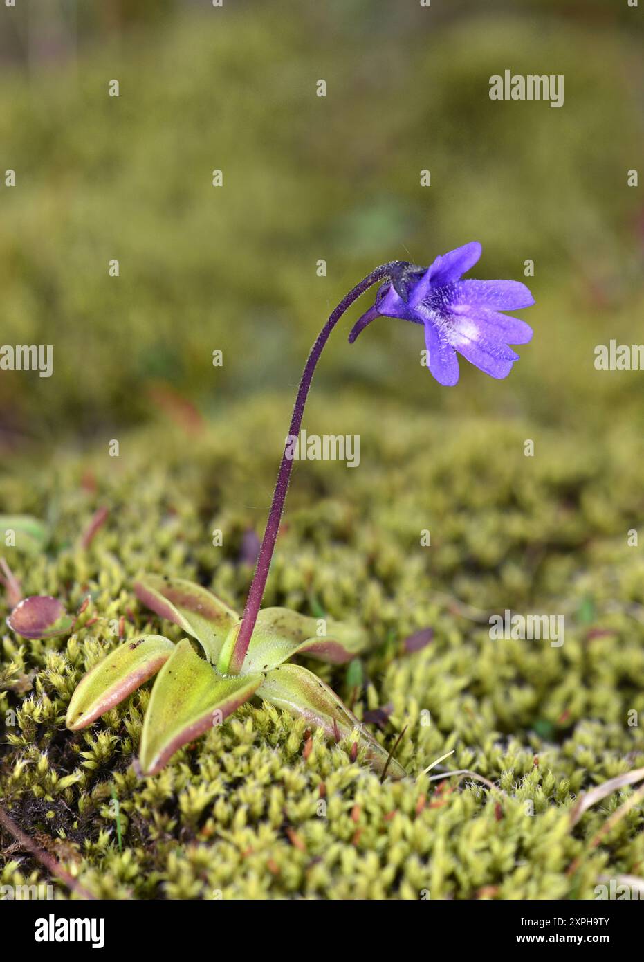 Common Butterwort - Pinguicula vulgaris Stock Photo - Alamy