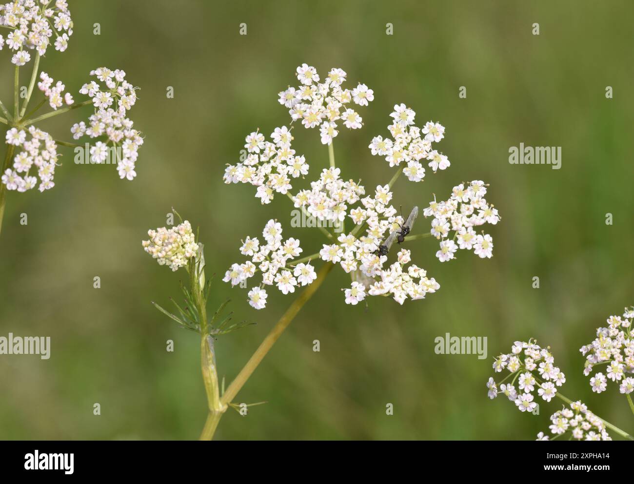 Caraway - Carum carvi Stock Photo - Alamy