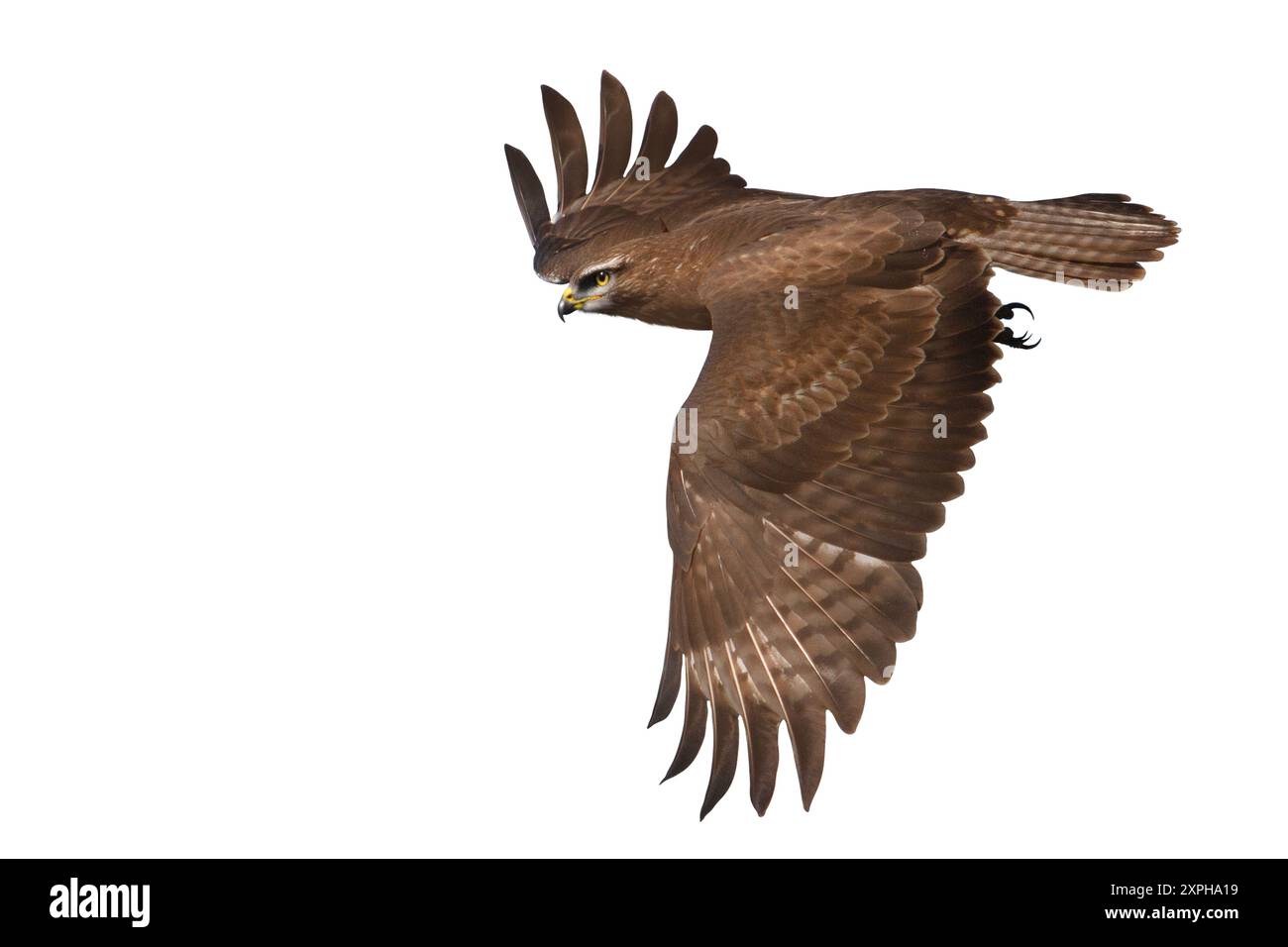Field of flight Cut Out Stock Images & Pictures - Alamy
