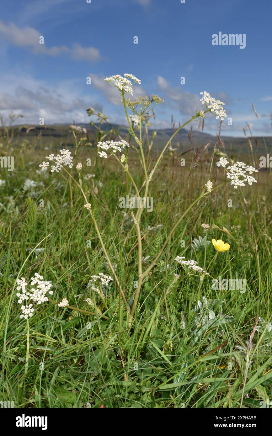 Caraway carum carvi hi-res stock photography and images - Alamy
