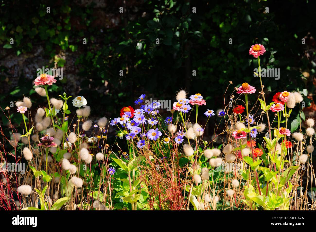 Collection of various wildflowers and hares tail grass growing with ...