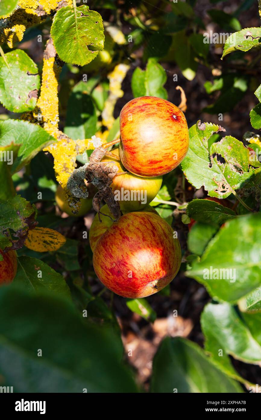 Two ripe red British apples on a tree in an orchard, ready to pick ...