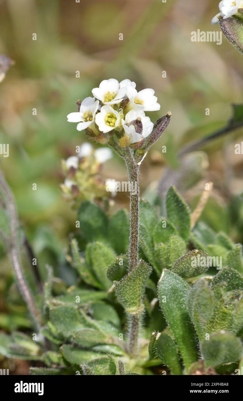 Rock Whitlowgrass - Draba norvegica Stock Photo - Alamy