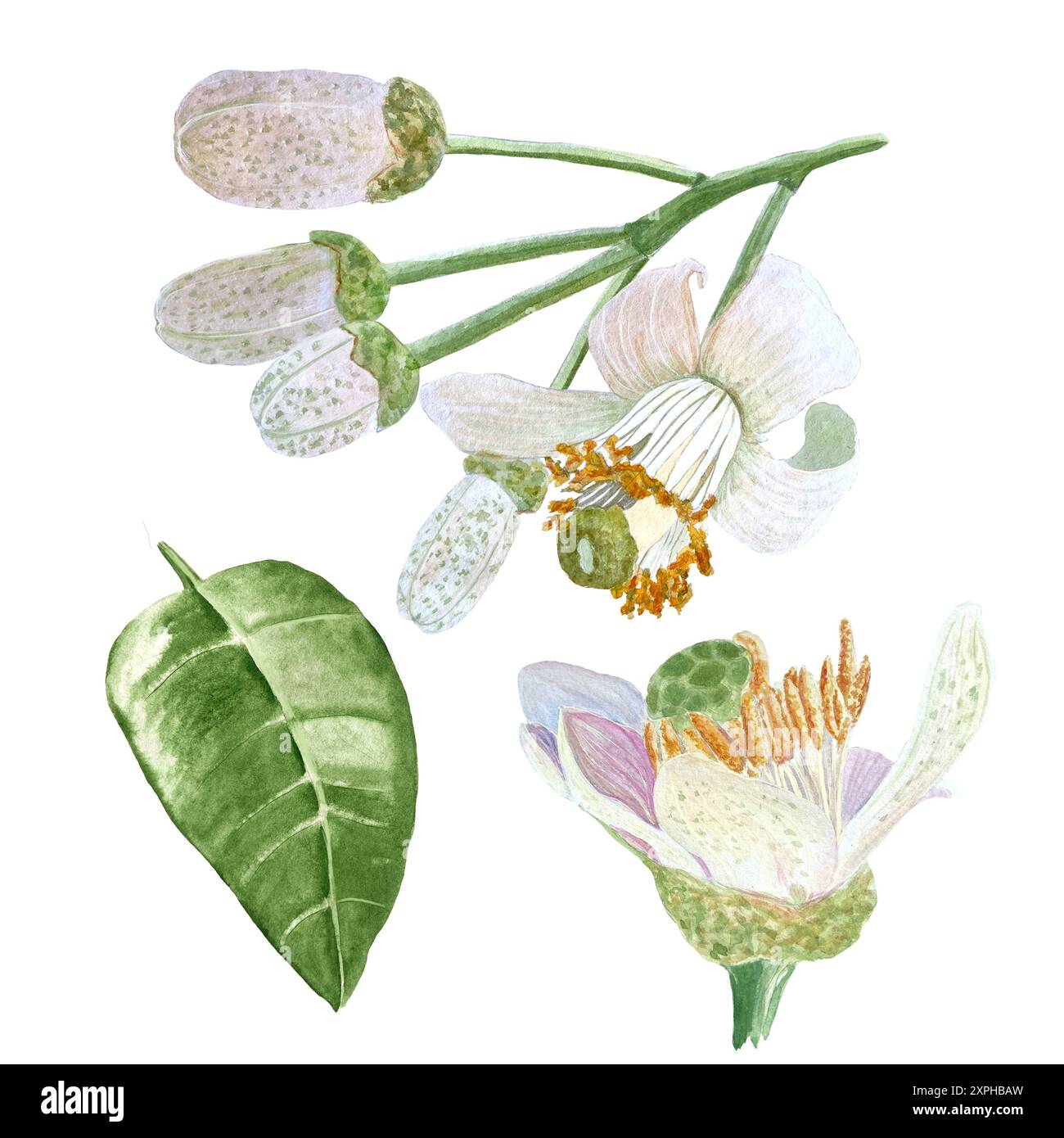 Delicate orange fruit flowers, buds and a leaf, watercolor illustration ...