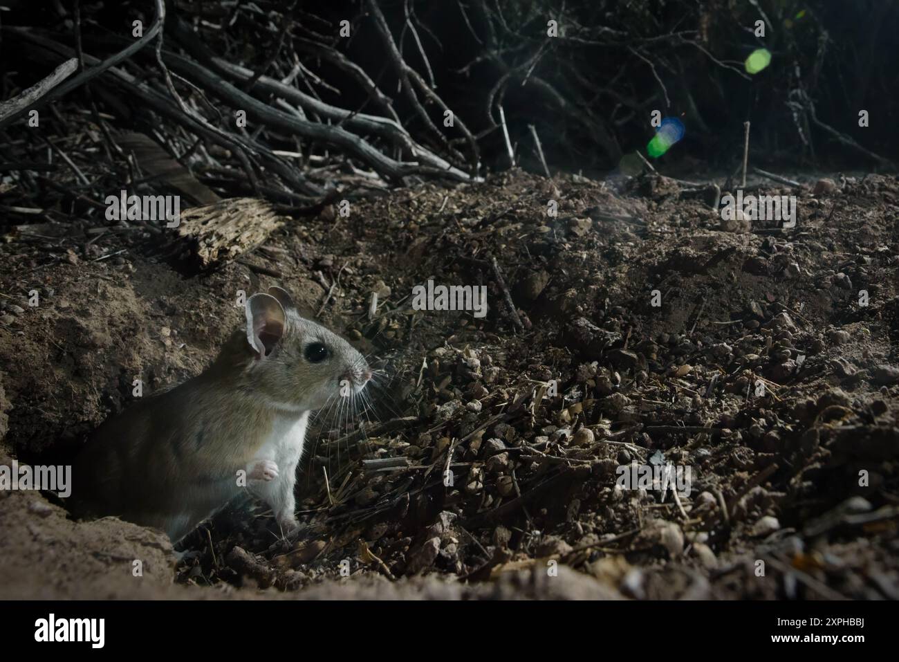 Pack rat hi-res stock photography and images - Alamy