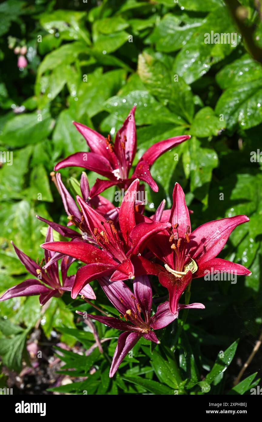 Red garden lilies in small urban garden Brighton Sussex , England , UK ...