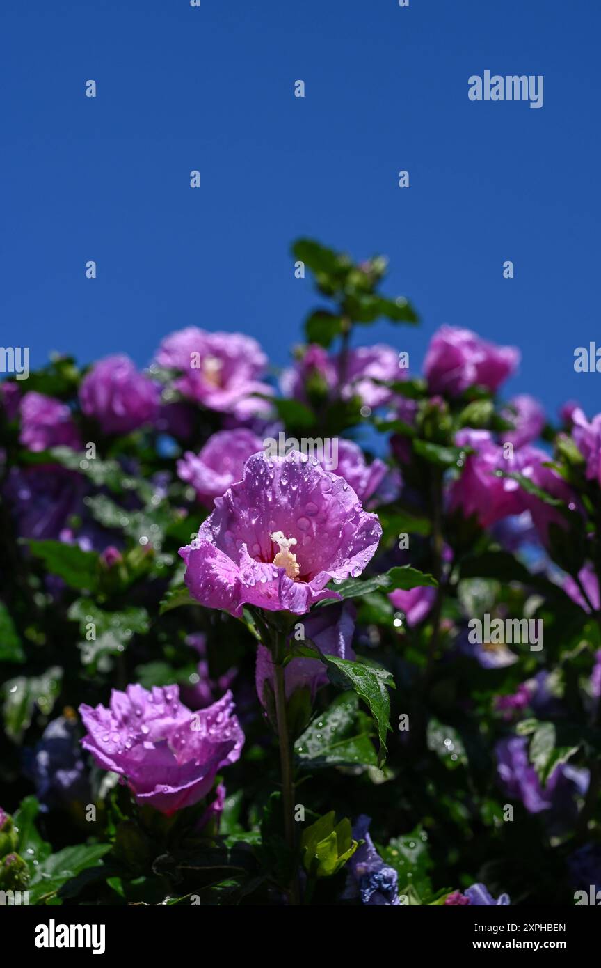 Pink Hibiscus bush with flowers Hibiscus Syriacus in small urban garden ...