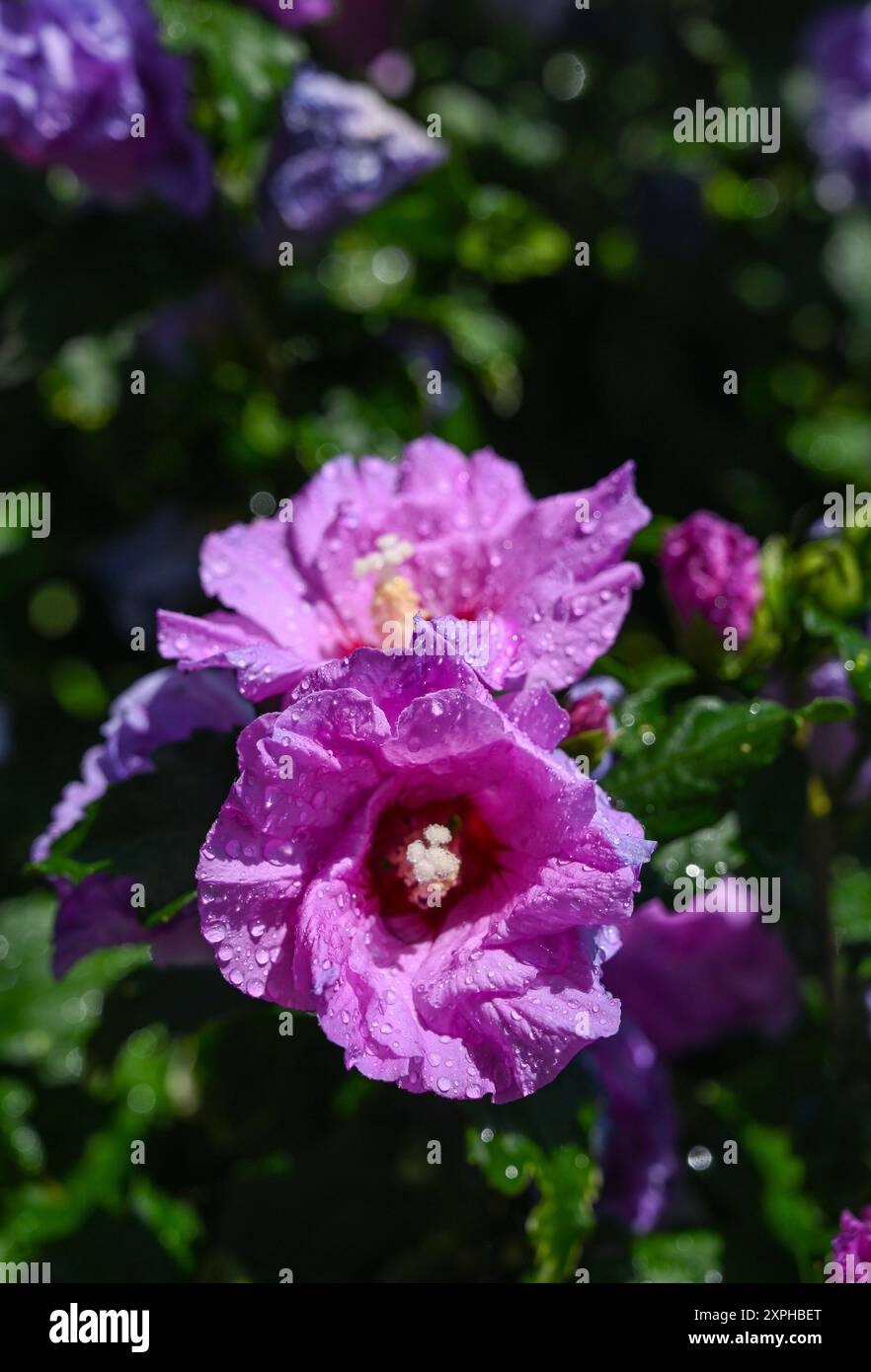Pink Hibiscus bush with flowers Hibiscus Syriacus in small urban garden ...