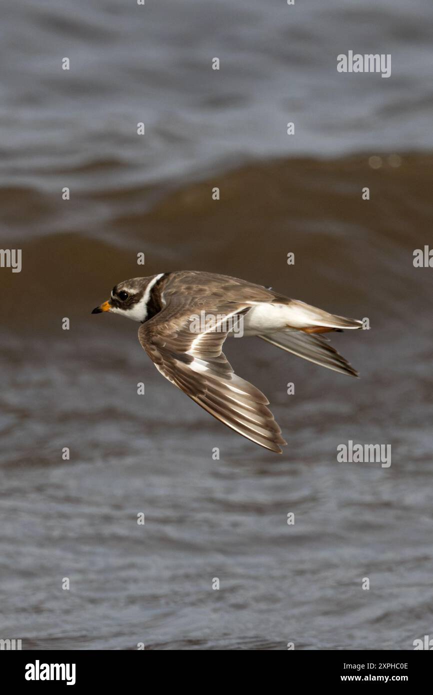 Common Ringed Plover (Charadrius hiaticula) Norfolk July 2024 Stock ...