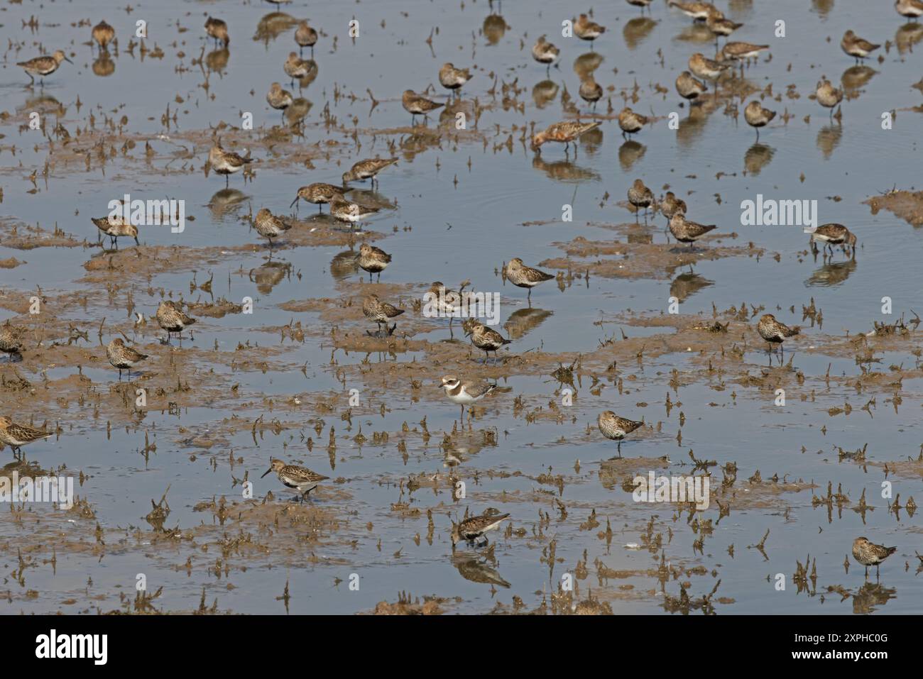 Common Ringed Plover (Charadrius hiaticula) & Dunlin (Calidris alpina ...