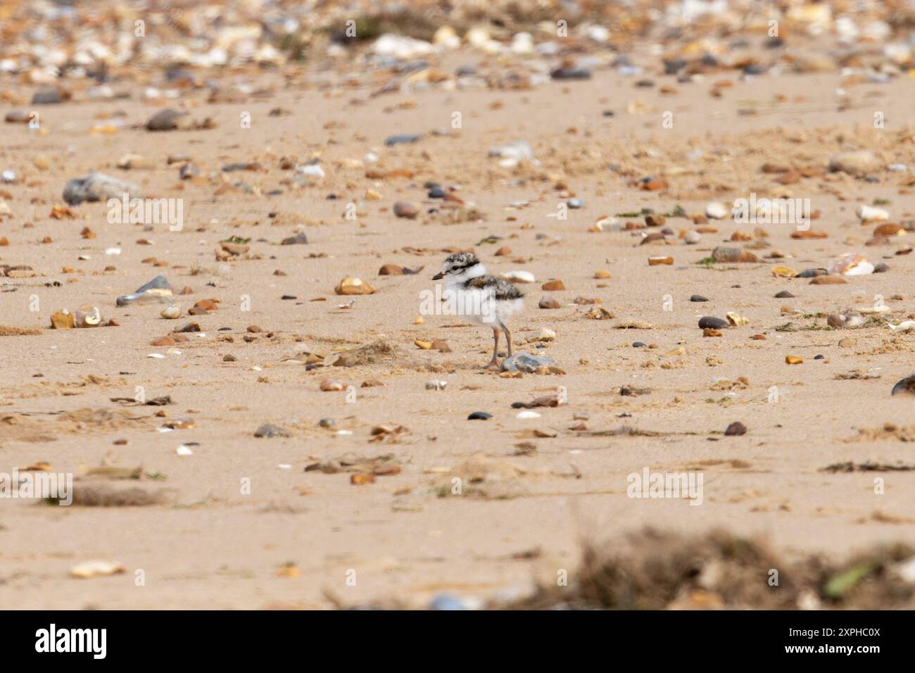 Common Ringed Plover (Charadrius hiaticula) pullus chick Norfolk June ...