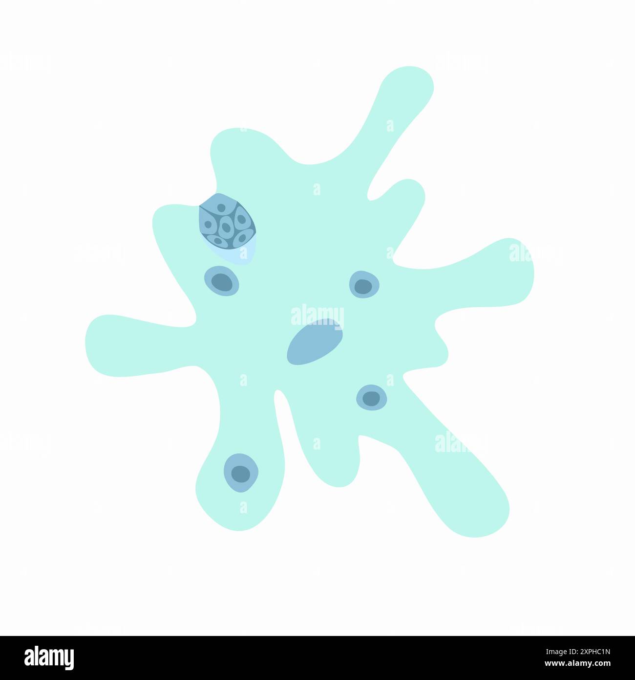 Vector isolated illustration of amoeba proteus on a white background ...
