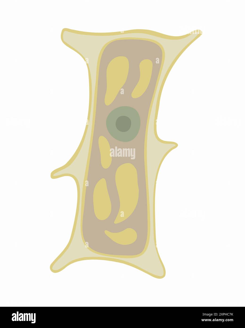 Vector isolated illustration of onion scale plant cell under a ...